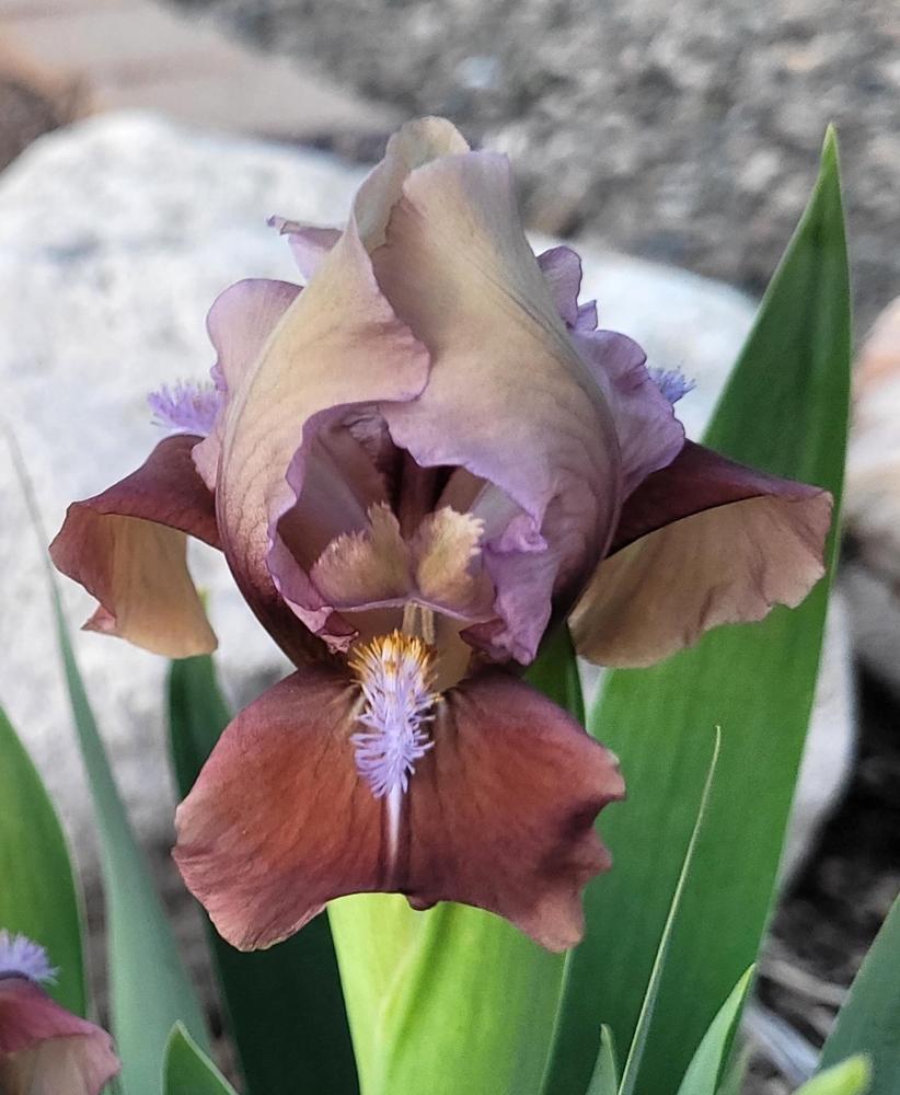 Photo of the bloom of Standard Dwarf Bearded Iris (Iris 'Cherry Tart') posted by Bitoftrouble ...