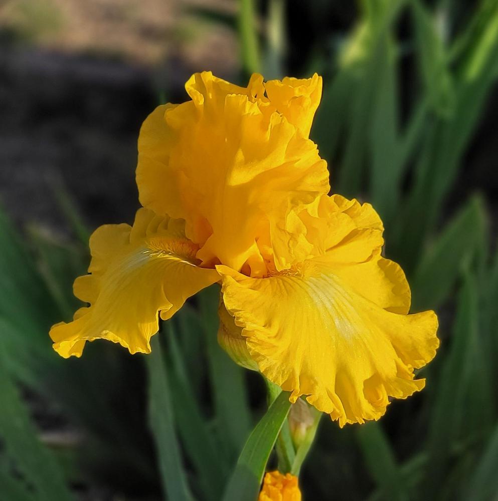 Tall Bearded Iris (Iris 'Dance Man') in the Irises Database - Garden.org