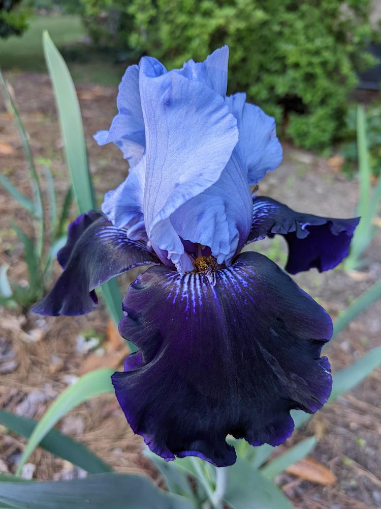 Photo of the bloom of Tall Bearded Iris (Iris 'Dangerous Mood') posted ...