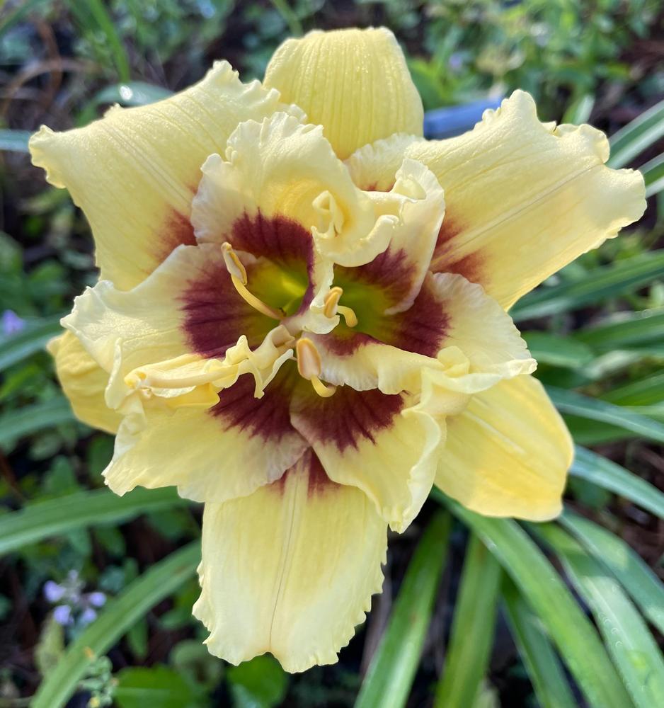 Daylily (Hemerocallis 'Dashing Double') in the Daylilies Database ...