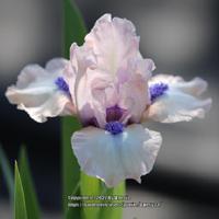 Standard Dwarf Bearded Iris (Iris 'Gate to Paradise') in the Irises ...