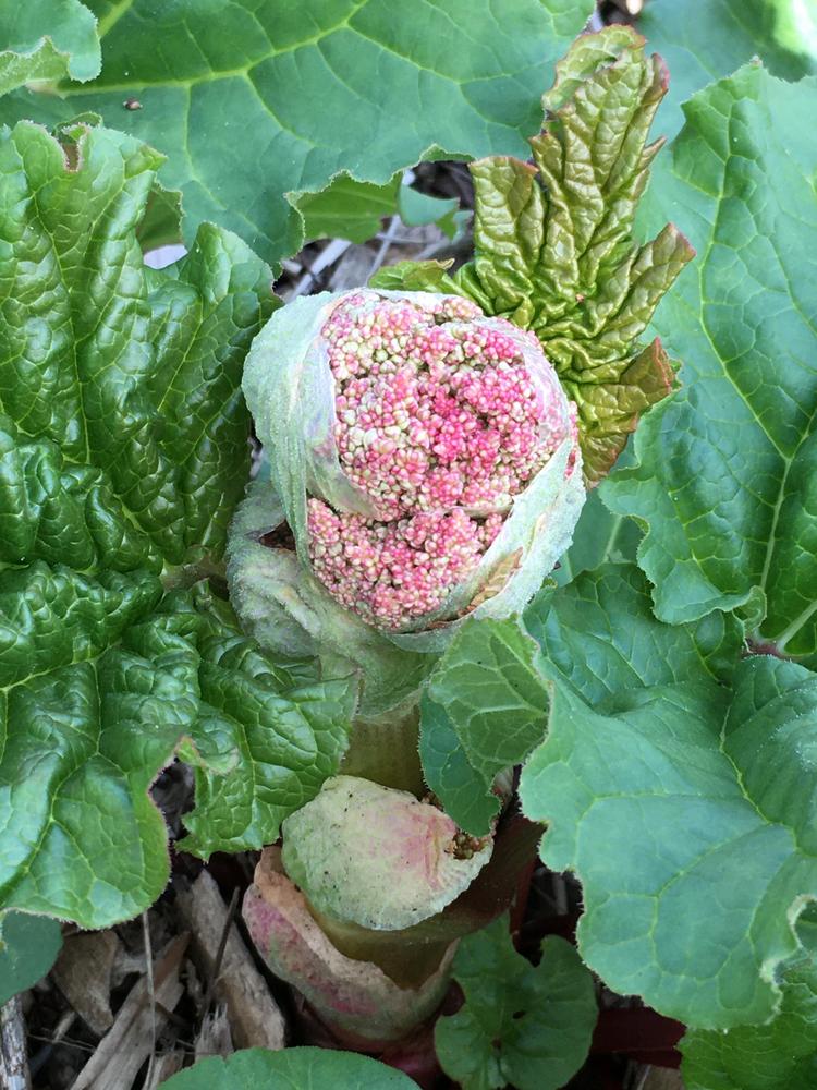 Photo of the closeup of buds, sepals and receptacles of Rhubarb (Rheum ...
