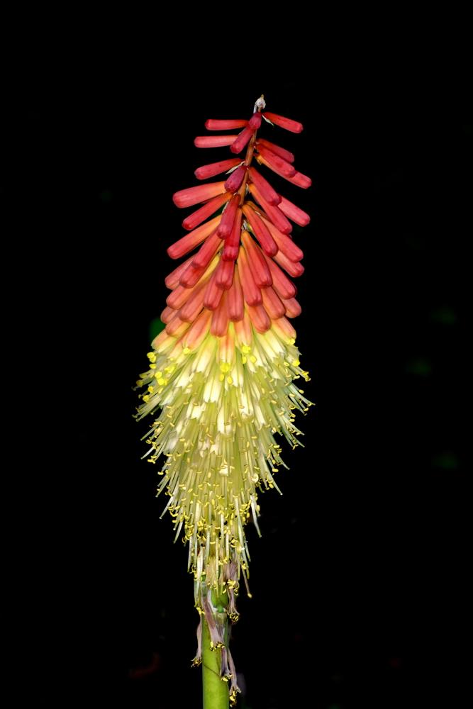 Photo of the bloom of Red Hot Poker (Kniphofia uvaria 'Flamenco ...