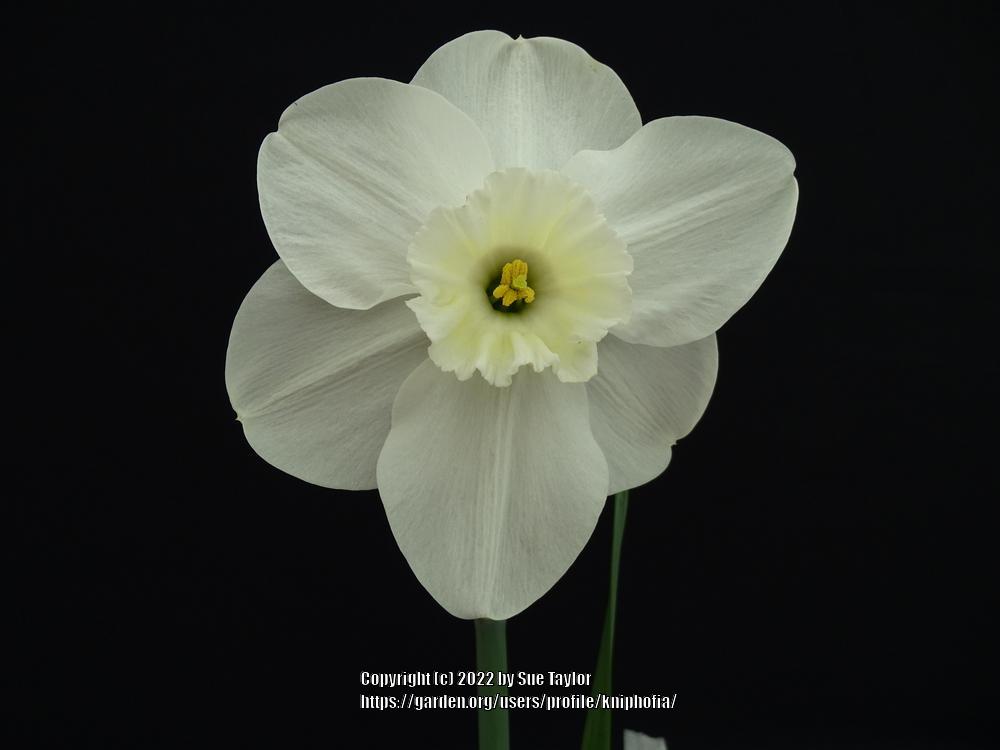 Small Cupped Daffodil (Narcissus 'Cool Crystal') in the Daffodils ...