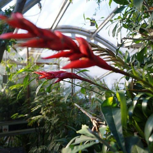 Bromeliad (Vriesea 'Astrid') - Garden.org