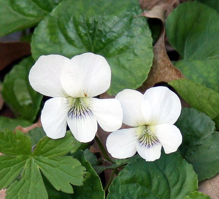 Photo of the bloom of White Wood Violet (Viola sororia 'Albiflora ...