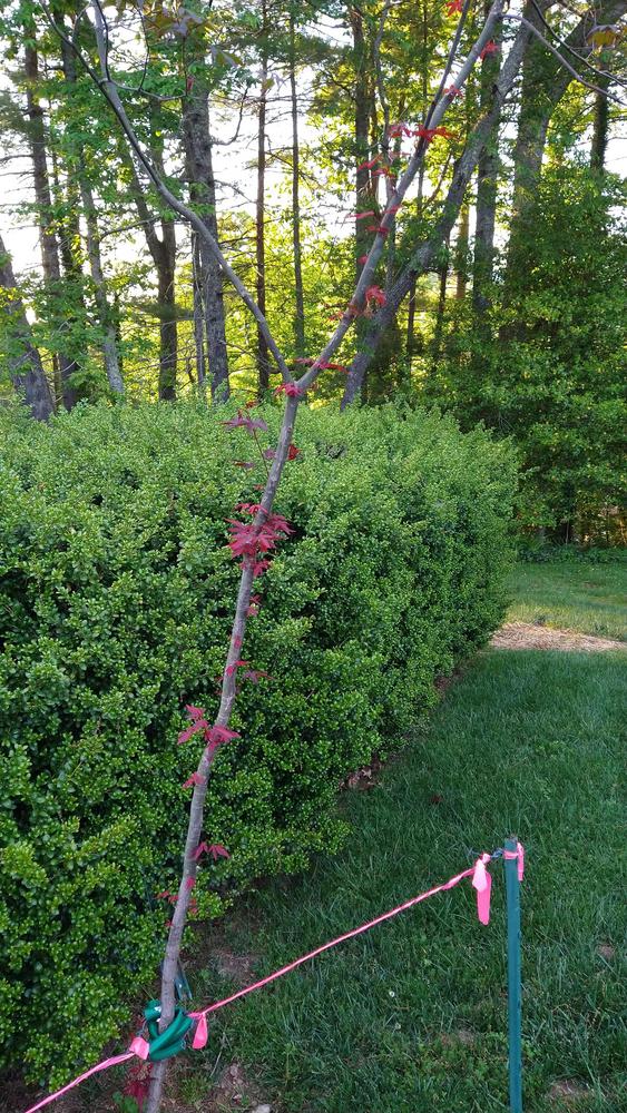 Japanese Maple Suckers & LOTS of 'Em in the Ask a Question forum ...