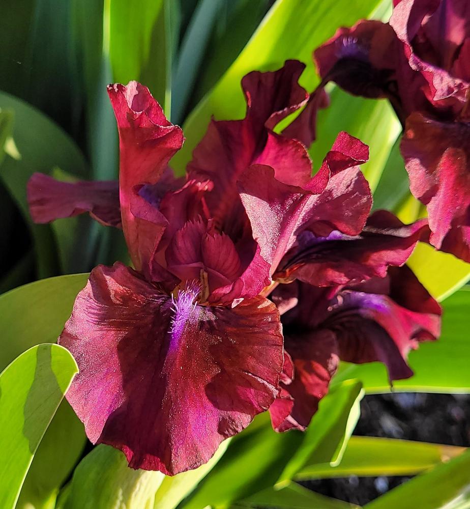 Standard Dwarf Bearded Iris (Iris 'Wee Stroll') in the Irises Database ...