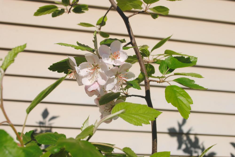 Photo of the bloom of Sweet Crabapple (Malus coronaria) posted by ...