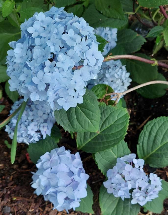 Photo of the bloom of Hydrangea (Hydrangea macrophylla Blue Enchantress ...