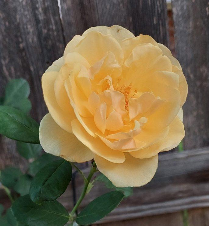 Photo of the bloom of Rose (Rosa 'Graham Thomas') posted by LindsayG ...