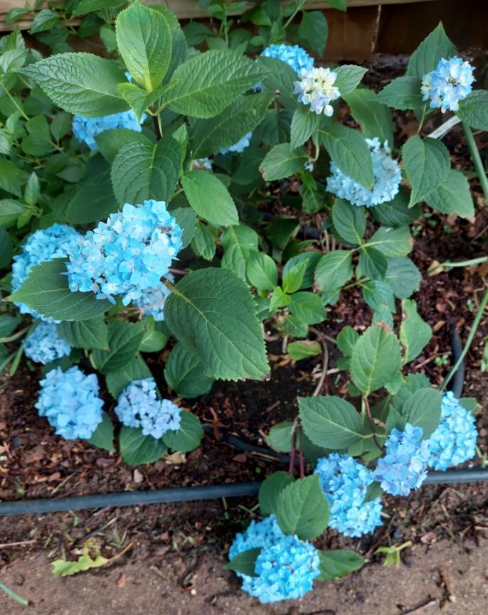 Photo of the entire plant of Hydrangea (Hydrangea macrophylla Blue ...