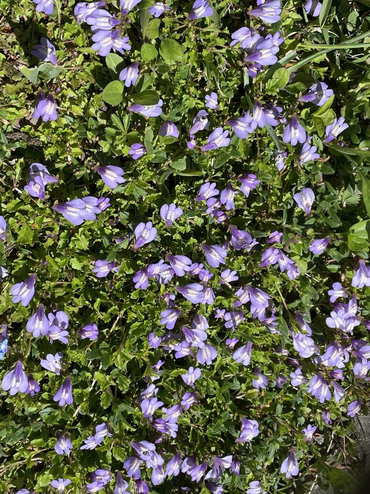 Photo of the entire plant of Creeping Mazus (Mazus reptans) posted by ...
