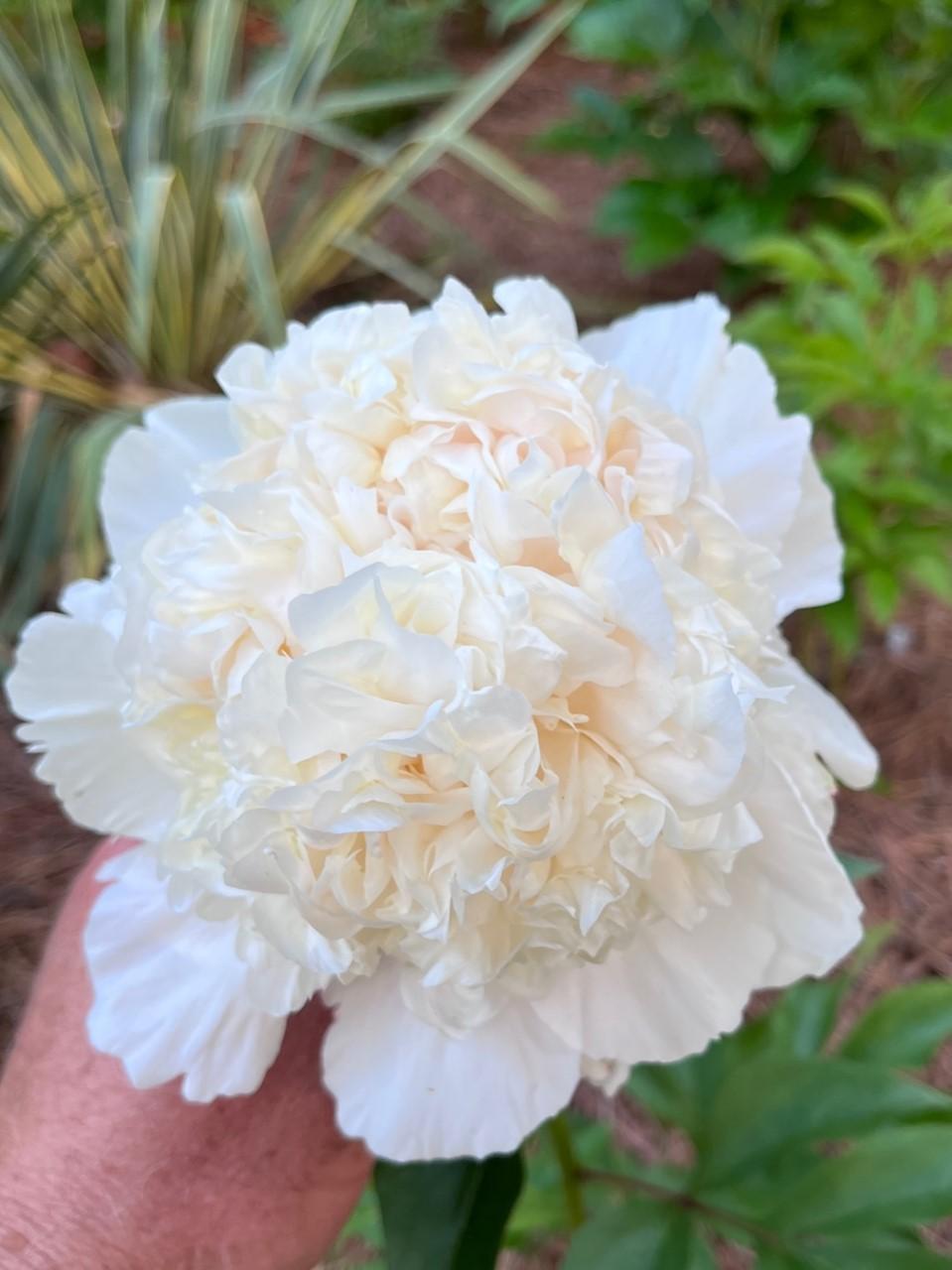 Peony (Paeonia 'Eastern Star') in the Peonies Database - Garden.org