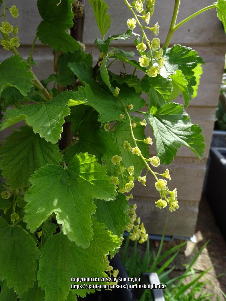 Photo of the bloom of White Currant (Ribes rubrum 'Versailles Blanche ...