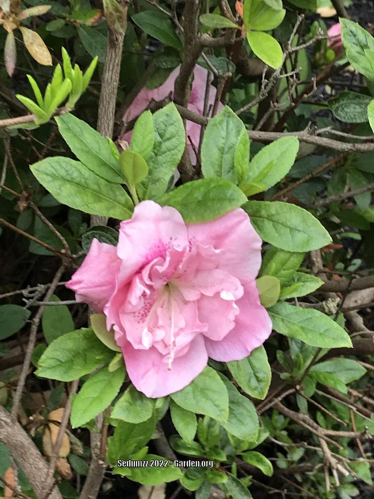 Photo of the entire plant of Azalea (Rhododendron 'Rosebud') posted by ...
