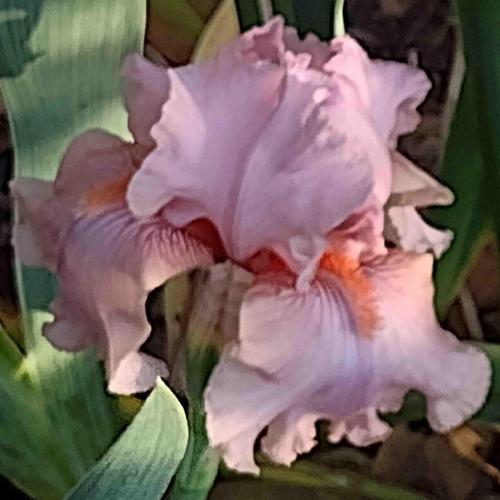 Tall Bearded Iris (Iris 'Blushing Pink') in the Irises Database - Garden.org