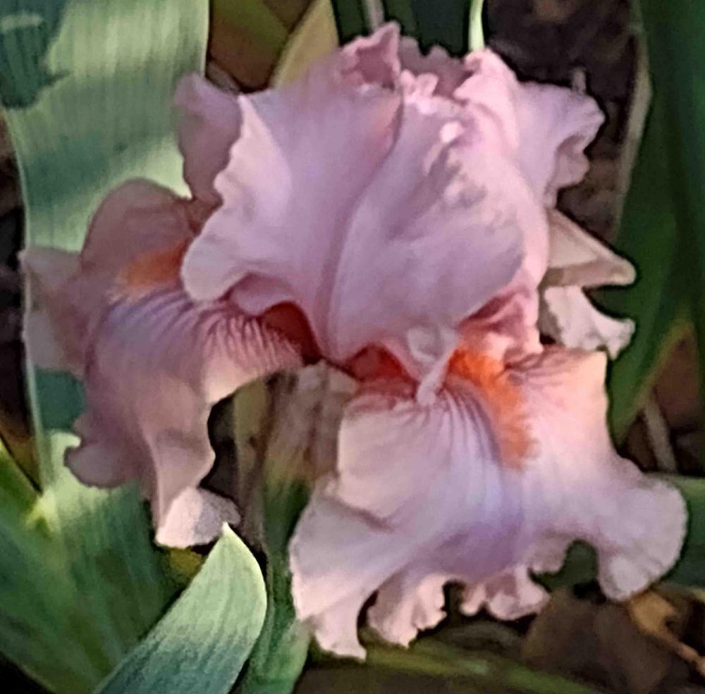 Photo of the bloom of Tall Bearded Iris (Iris 'Blushing Pink') posted ...
