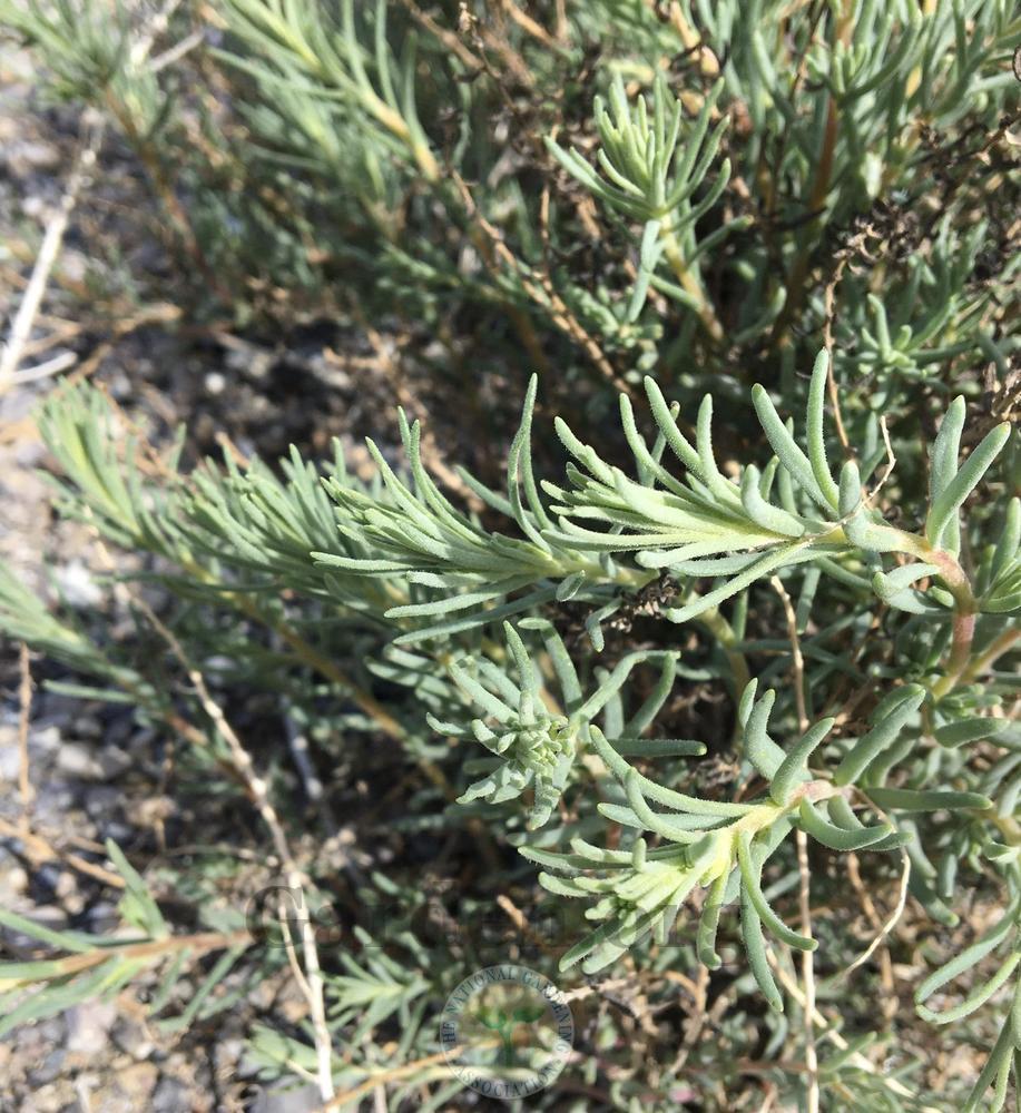 Photo of the leaves of Bush Seepweed (Suaeda nigra) posted by ...