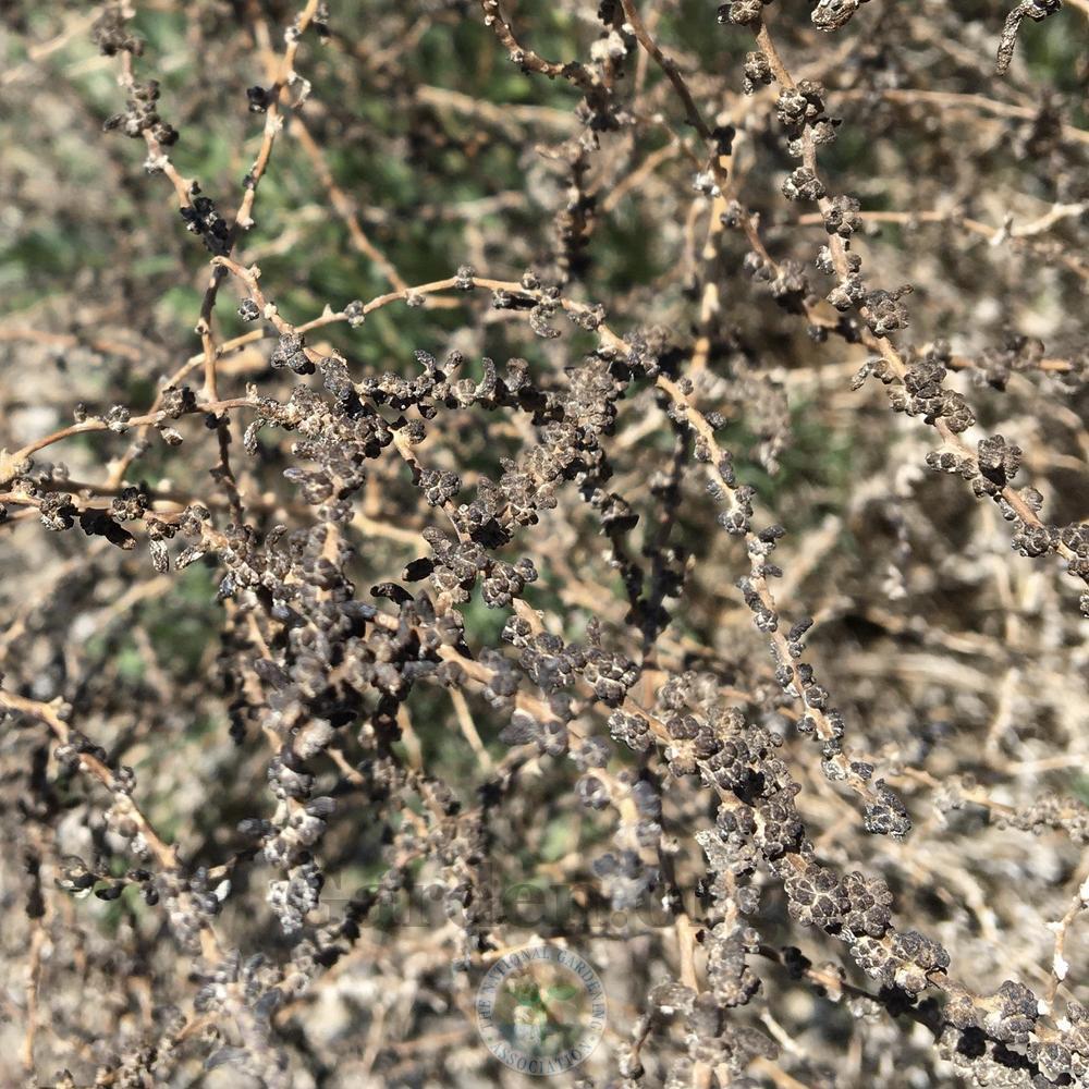 Photo of the fruit of Bush Seepweed (Suaeda nigra) posted by BlueOddish ...