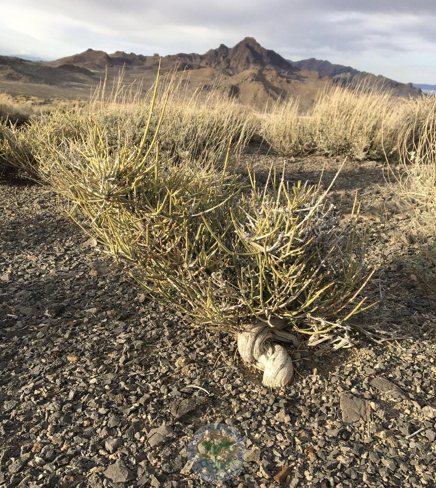 Photo of the habitat view of Nevada Mormon Tea (Ephedra nevadensis ...