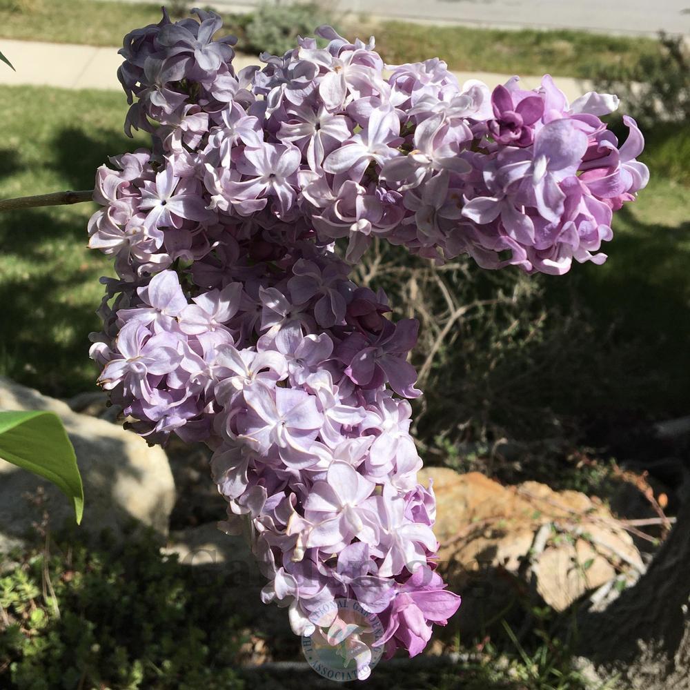 Photo of the bloom of Common Lilac (Syringa vulgaris 'Nadezhda') posted ...