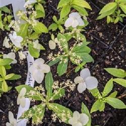 Chinese Hydrangea (Hydrangea chinensis Golden Crane®) in the Hydrangeas ...
