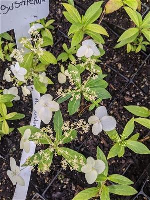 Photo of the entire plant of Chinese Hydrangea (Hydrangea chinensis ...