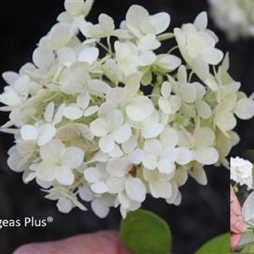 Silver Leaf Hydrangea (Hydrangea radiata 'Samantha') in the Hydrangeas ...