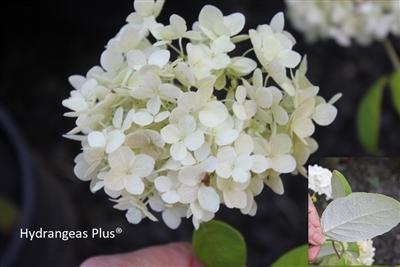 Silver Leaf Hydrangea (Hydrangea radiata 'Samantha') in the Hydrangeas ...