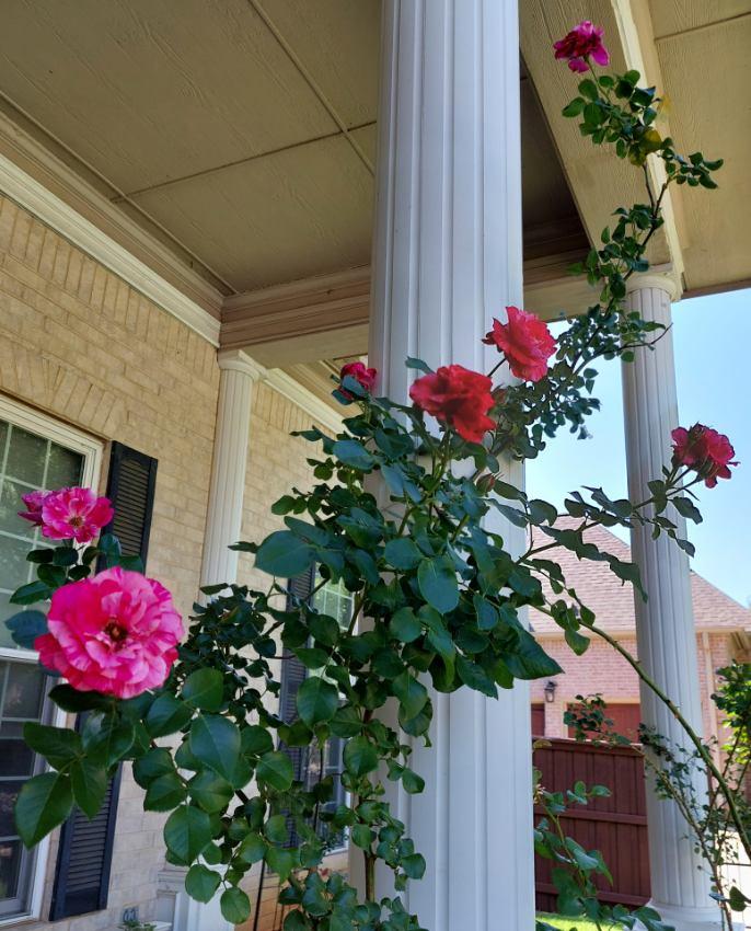 Photo of the entire plant of Rose (Rosa 'Ines Sastre') posted by ...