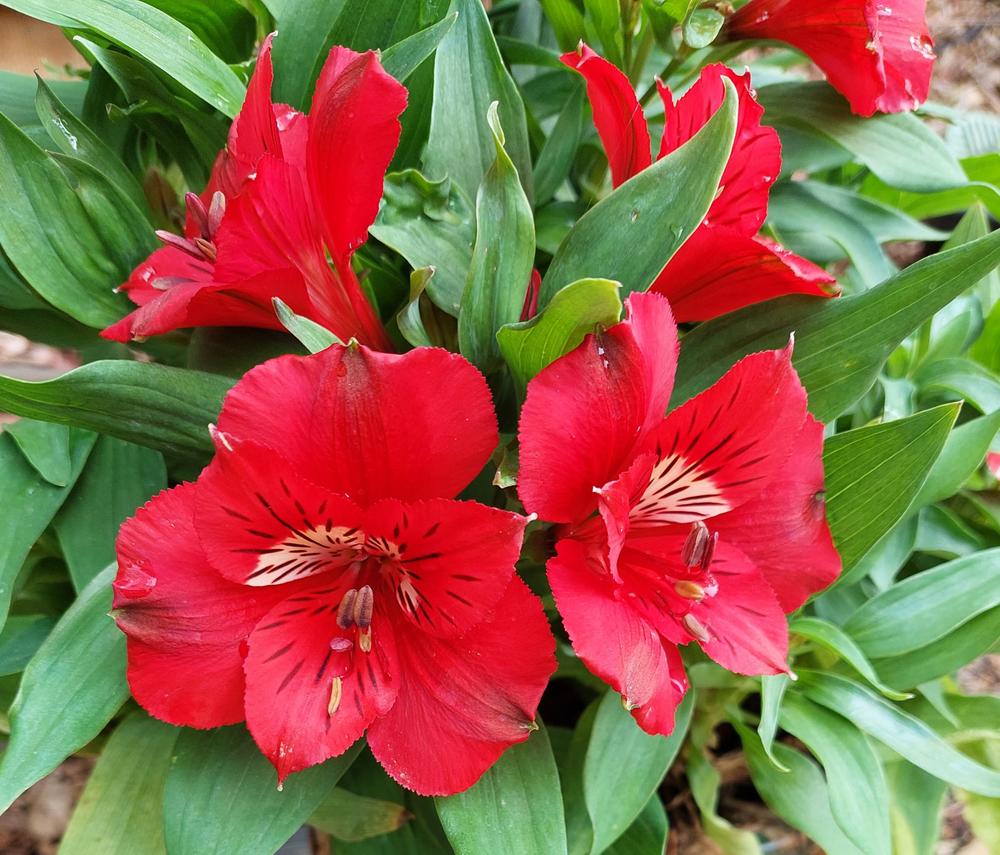 Photo of the bloom of Peruvian Lily (Alstroemeria Princess Lilies® Kate ...