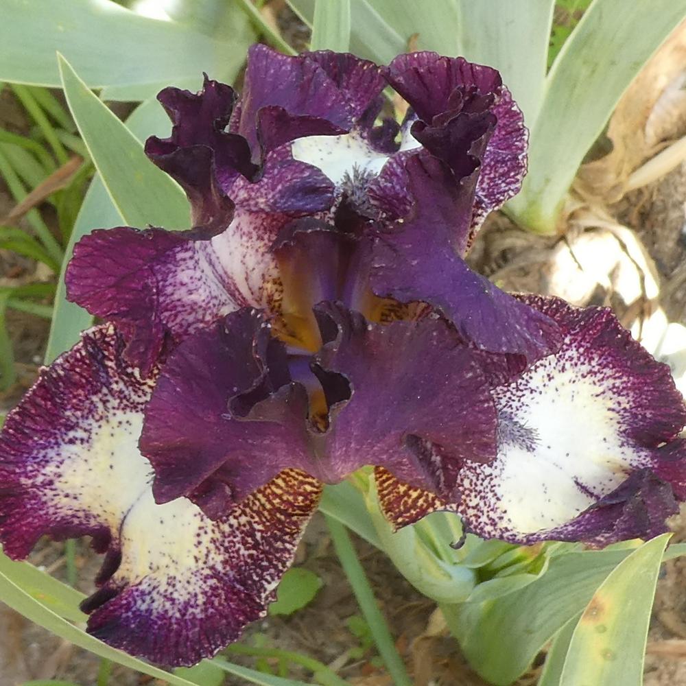 Photo of the bloom of Tall Bearded Iris (Iris 'Tennison Ridge') posted ...