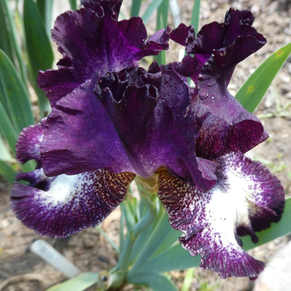 Photo of the bloom of Tall Bearded Iris (Iris 'Tennison Ridge') posted ...