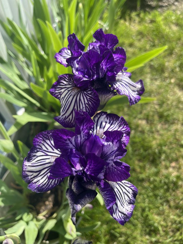 Photo of the bloom of Intermediate Bearded Iris (Iris 'Line Drive ...