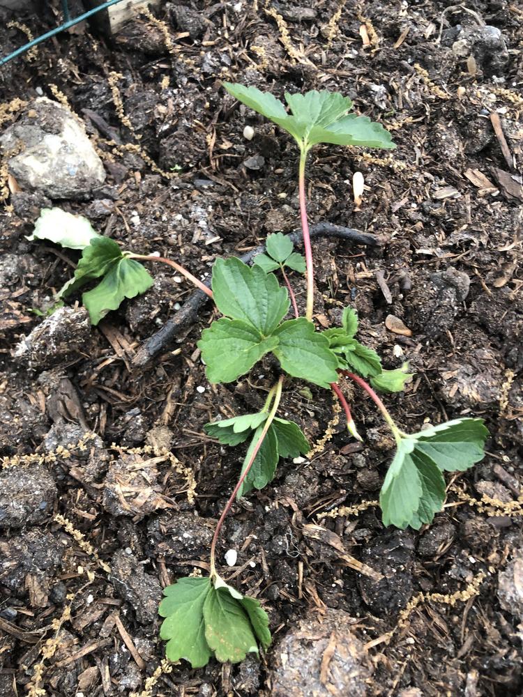 Strawberry Potassium Deficiency in the Ask a Question forum - Garden.org