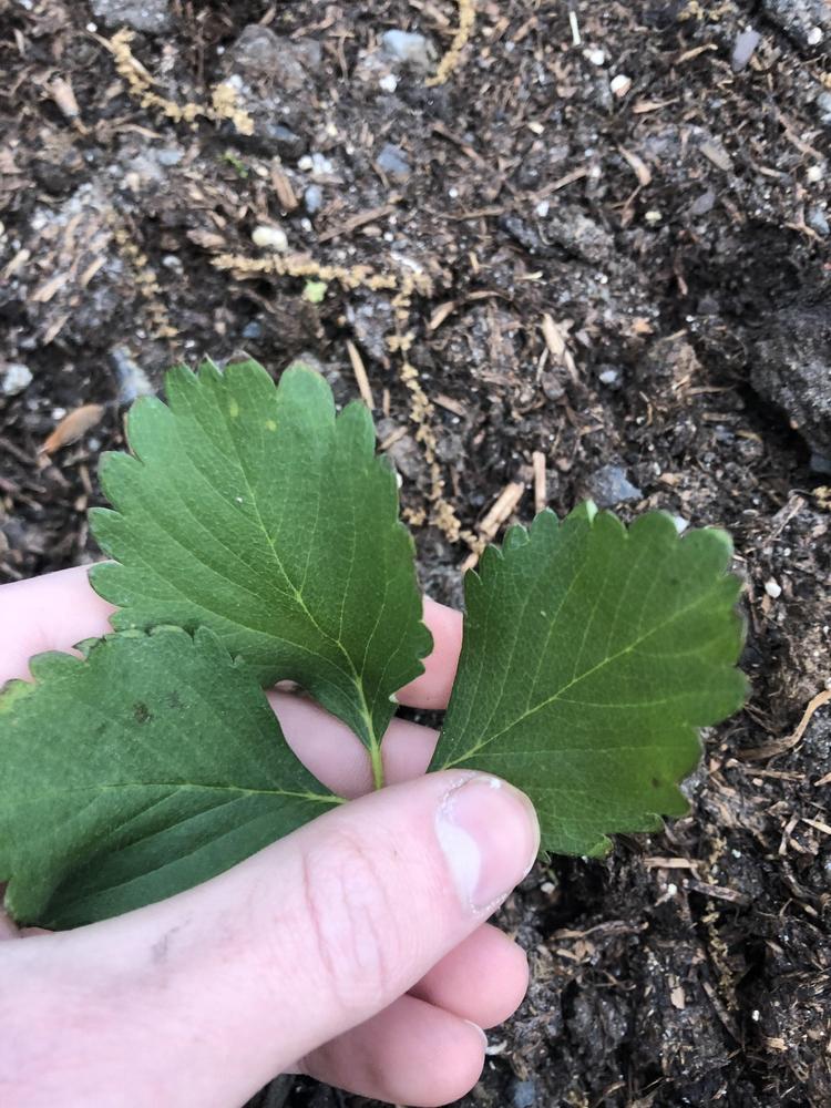 Strawberry Potassium Deficiency in the Ask a Question forum - Garden.org