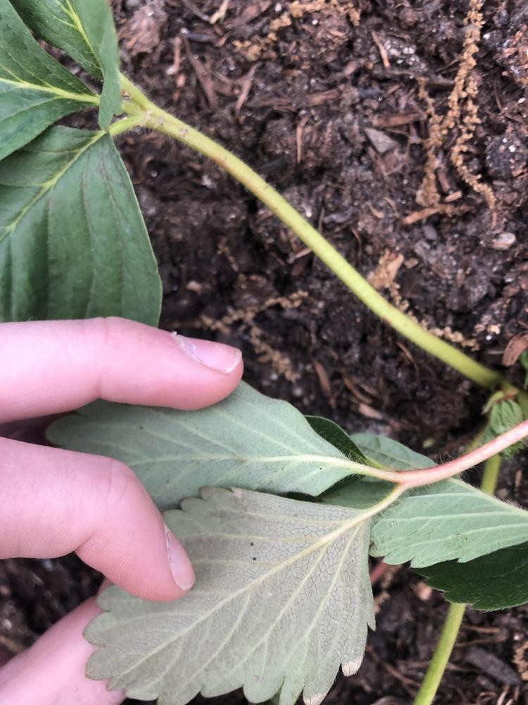 Strawberry Potassium Deficiency in the Ask a Question forum - Garden.org