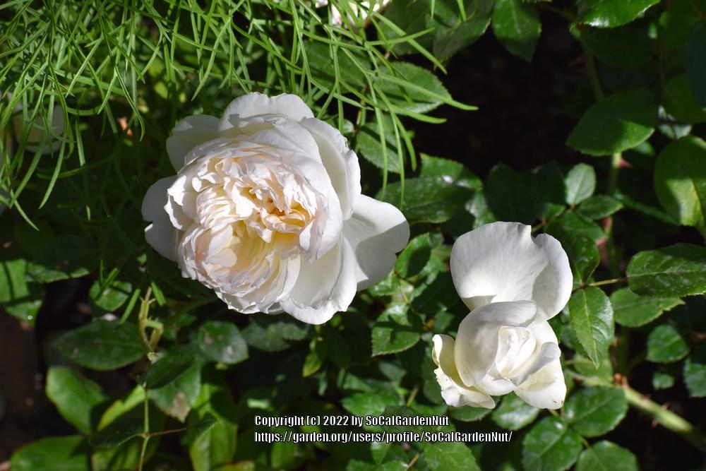 Photo of the bloom of Rose (Rosa 'Bolero 2004') posted by ...