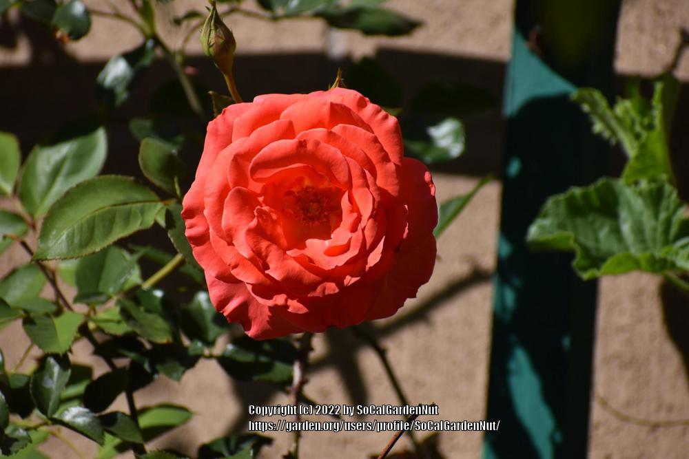 Photo of the bloom of Rose (Rosa 'Tangerine Skies') posted by ...