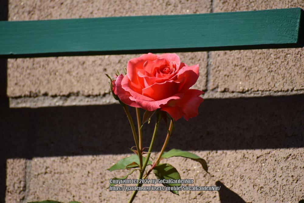 Photo of the bloom of Rose (Rosa 'America') posted by SoCalGardenNut ...