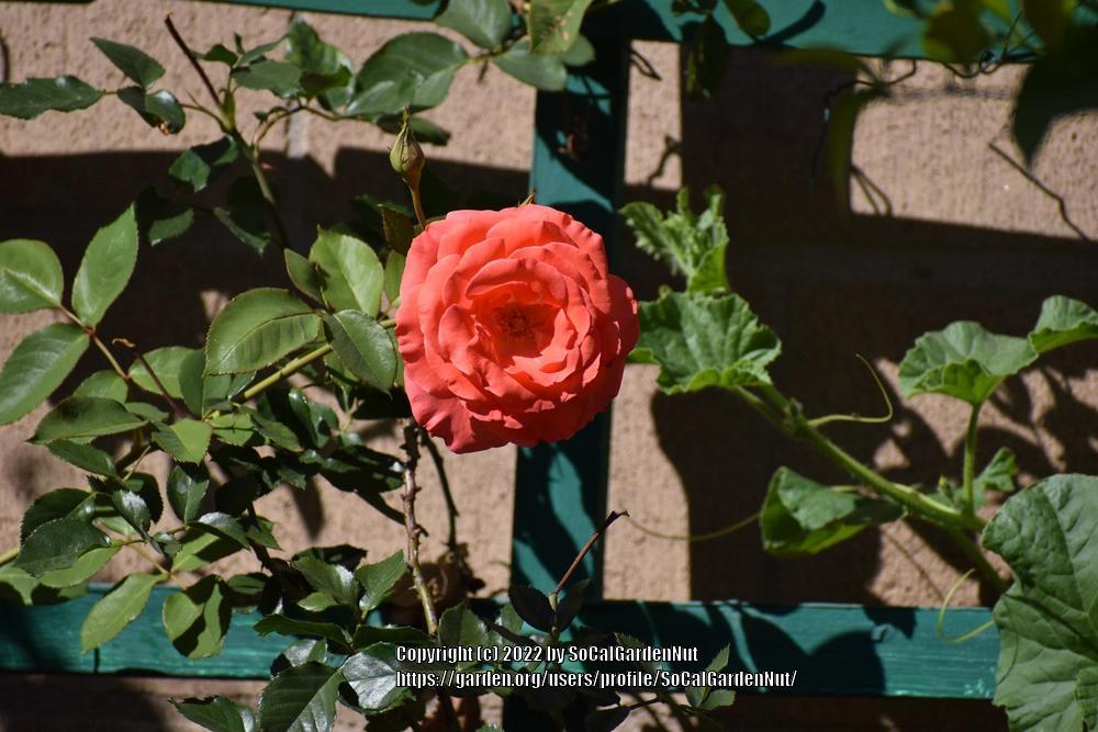 Photo of the bloom of Rose (Rosa 'Tangerine Skies') posted by ...