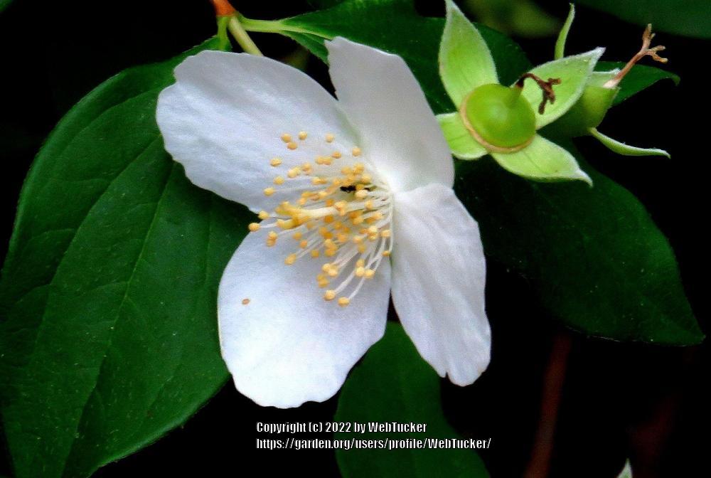 Photo of the stamens, filaments and pistils of Scentless Mock Orange (Philadelphus inodorus ...