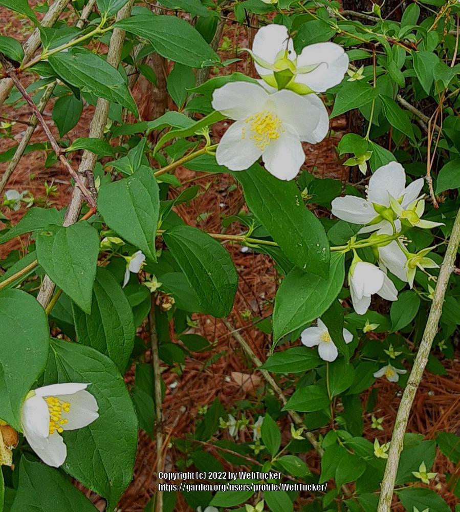 Photo of the bloom of Scentless Mock Orange (Philadelphus inodorus) posted by WebTucker - Garden.org