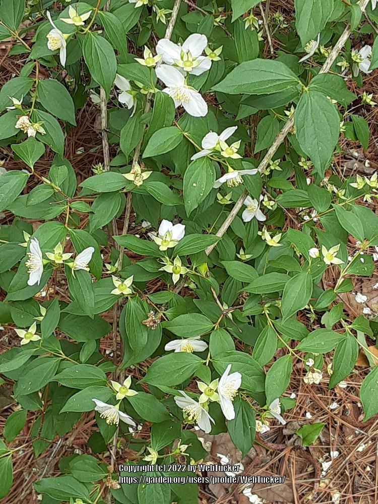 Photo of the entire plant of Scentless Mock Orange (Philadelphus inodorus) posted by WebTucker ...