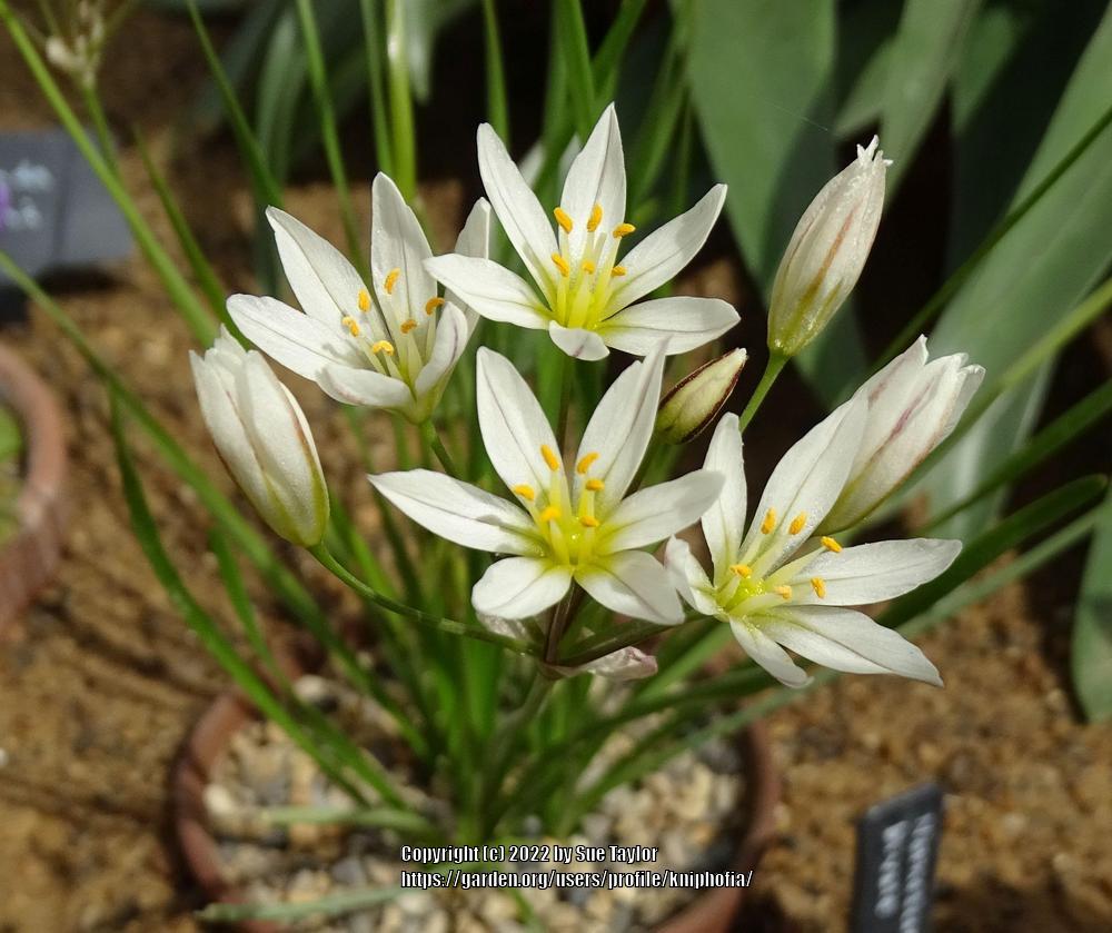 Photo of the bloom of Crow Poison (Nothoscordum bivalve) posted by ...