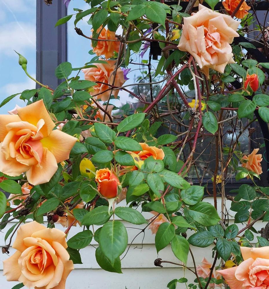 Photo of the bloom of Rose (Rosa 'Royal Sunset') posted by mizblueprint ...