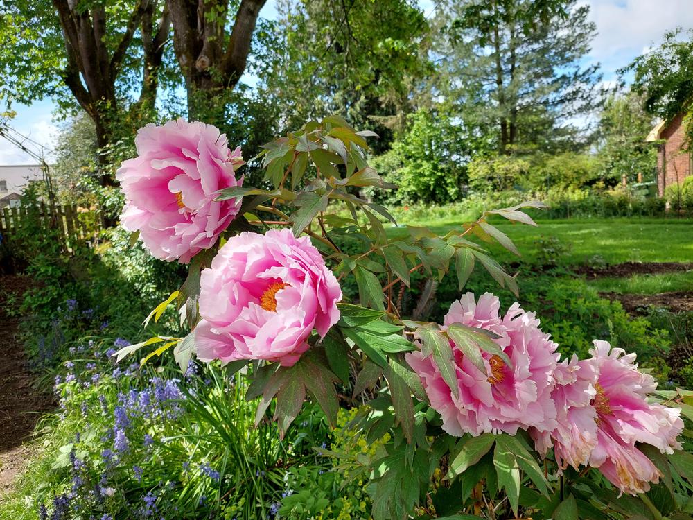 Photo of the entire plant of Japanese Tree Peony (Paeonia x ...