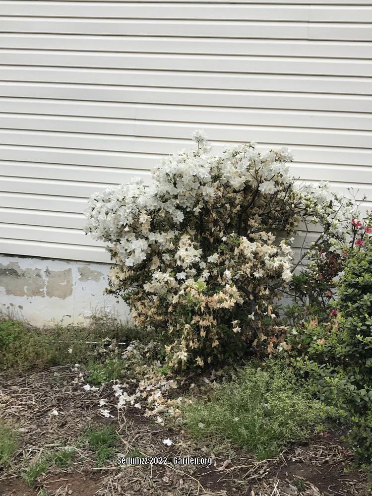 Photo of the entire plant of Southern Indica Azalea (Rhododendron ...