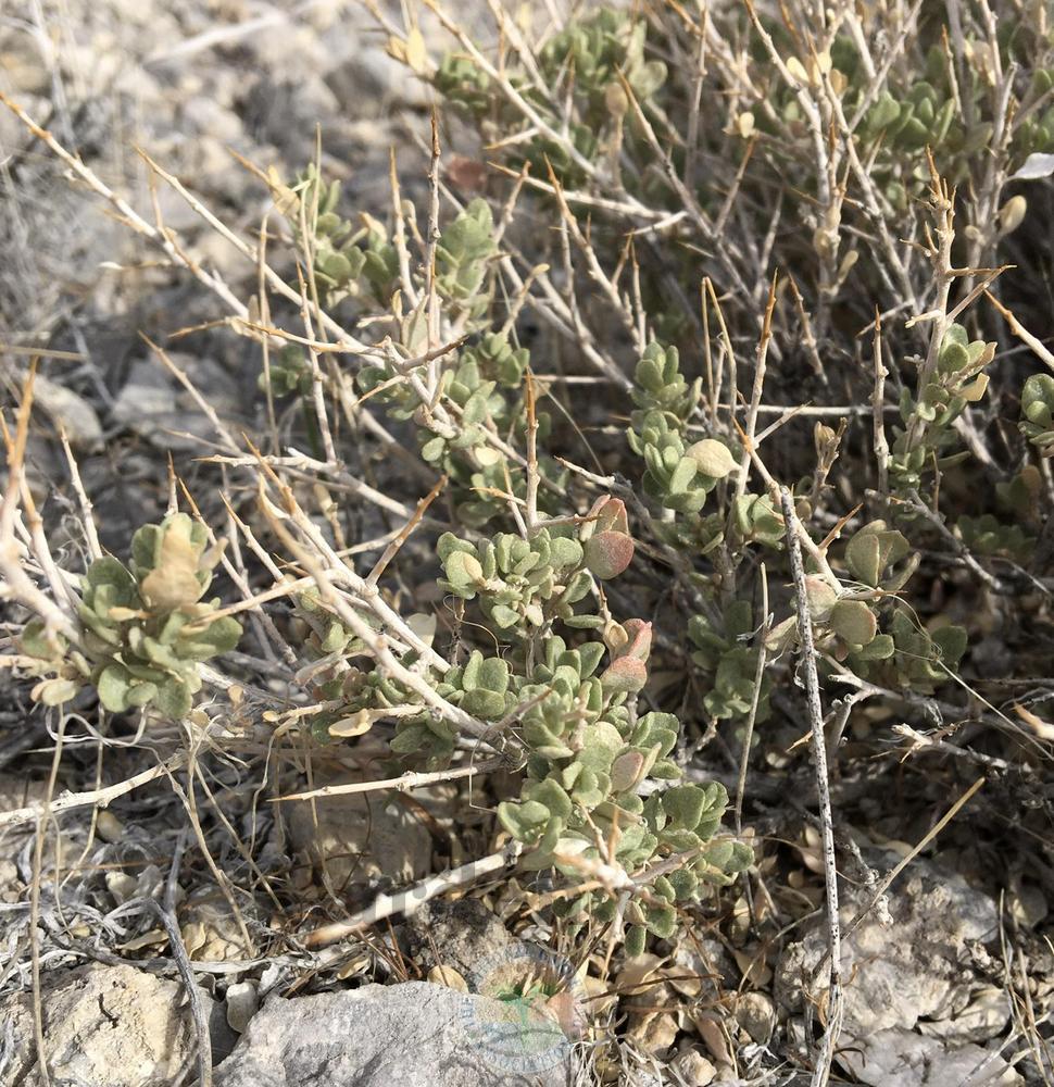 Photo of the emerging growth of Shadscale (Atriplex confertifolia ...